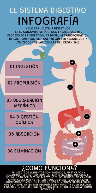 INFO VERTICAL DIGESTIVO | Genially