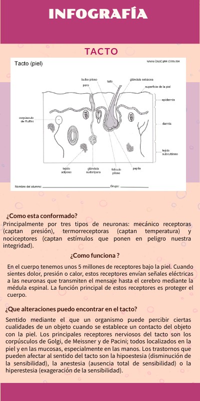 INFO VERTICAL del tacto | Genially