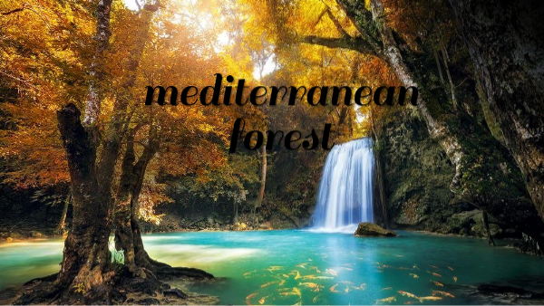mediterranean forest