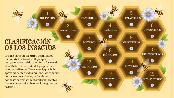 CLASIFICACIÓN INSECTOS | Genially