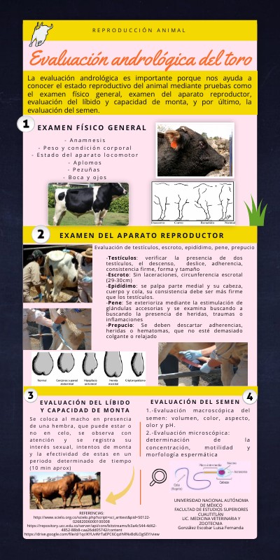 EXAMEN ANDROLÓGICO TORO | Genially