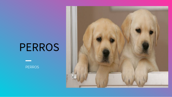 Perros