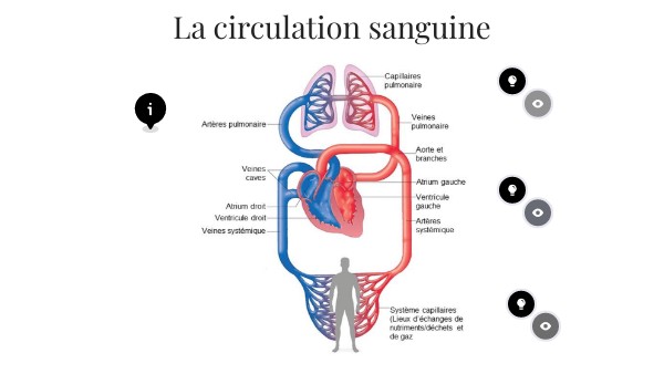 La circulation sanguine | Genially