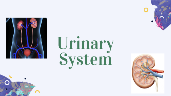 urinary system