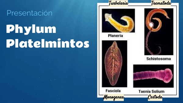 Phylum Platelmintos | Genially