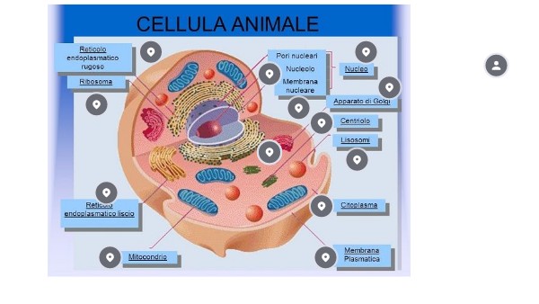 CELLULA ANIMALE | Genially