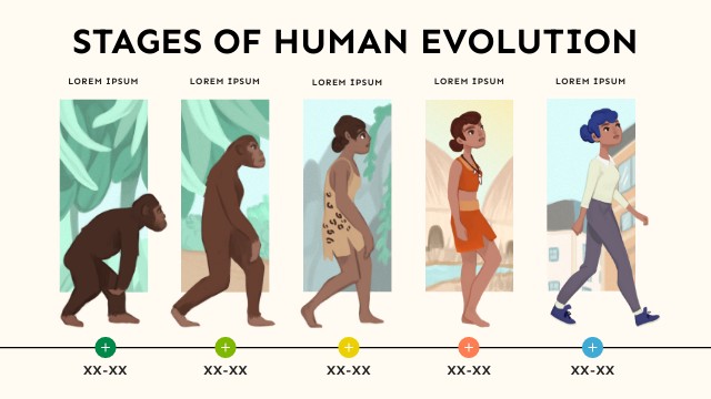 STAGES OF HUMAN EVOLUTION