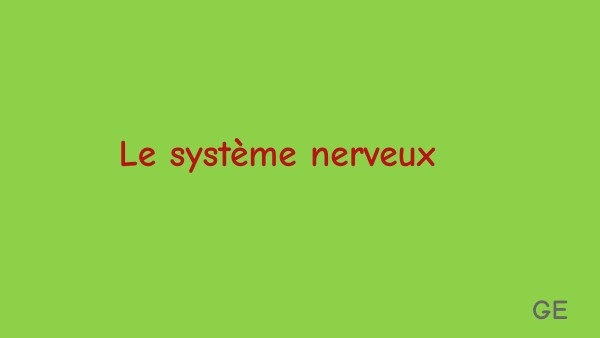 Système nerveux. | Genially