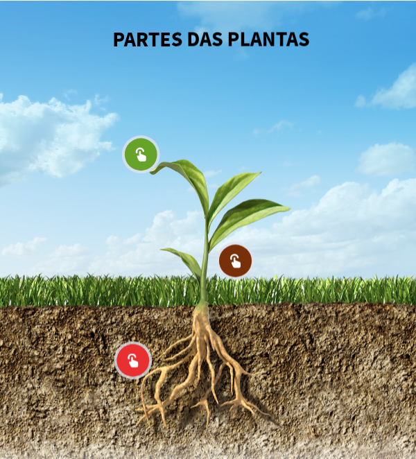 PARTES DE UNA PLANTA | Genially