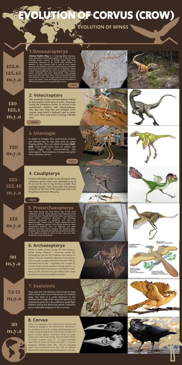 GENERAL BIOLOGY 2: PERFORMANCE TASK 2. EVOGRAM POSTER | Genially