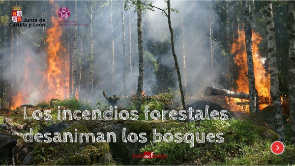 Mi amigo el bosque: desanimado | Genially