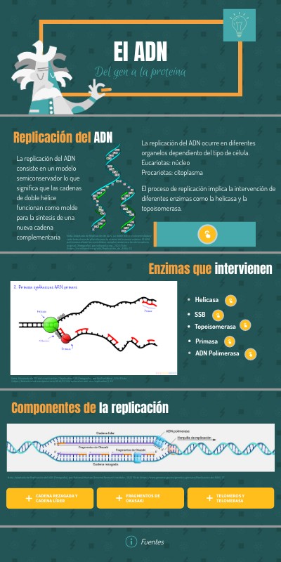 El ADN, del gen a la proteína | Genially