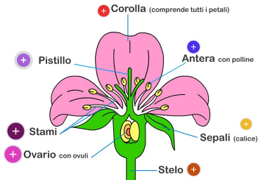 Il fiore e le sue parti | Genially