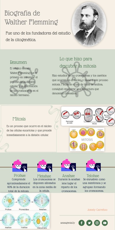 Infografia-Walther Flemming | Genially