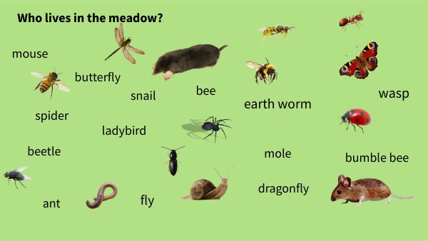 Who lives in the meadow/field? | Genially