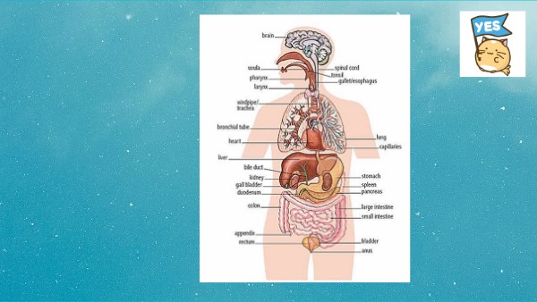 HUMAN BODY | Genially
