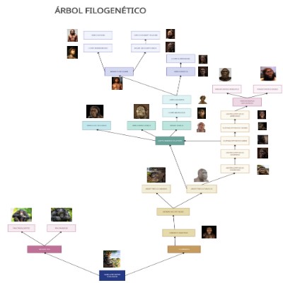 ÁRBOL FILOGENÉTICO | Genially