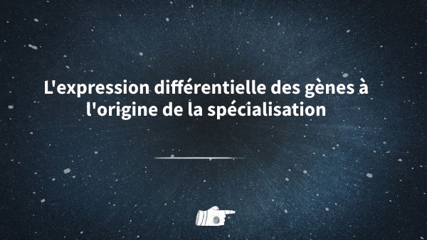 Chapitre 3 - Phase 5 - expression information génétique