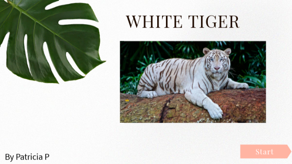 The white tiger