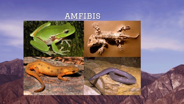 AMFIBIS
