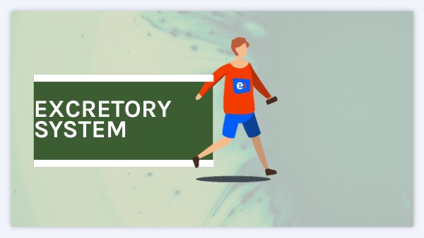Excretory system | Genially