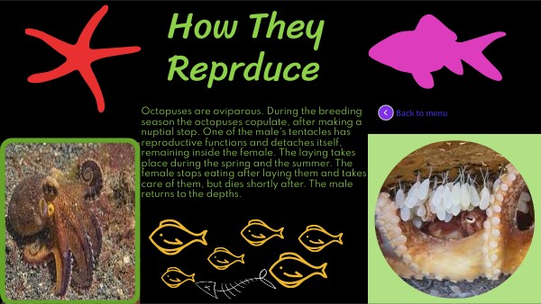 Octopuses How They Reproduce