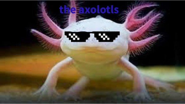axolotls