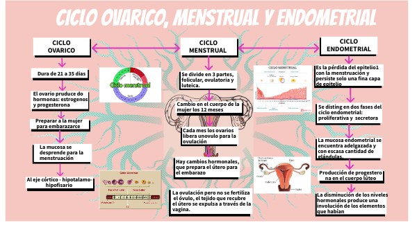 Ciclo ovárico, menstrual y endometrio | Genially