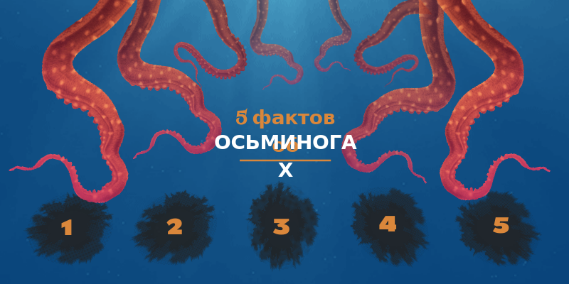 5 фактов об осьминоге