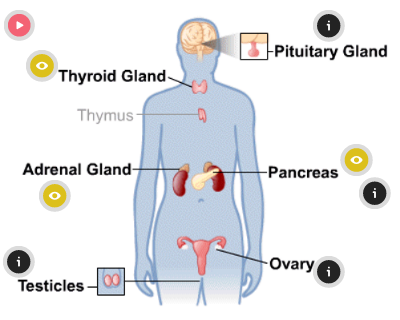 Endocrine System Info | Genially