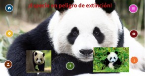 Oso panda