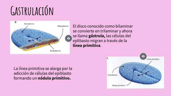 Gastrulacion | Genially