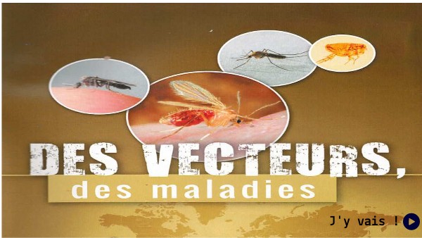 MALADIES VECTORIELLES | Genially