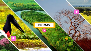 Tipos de Biomas | Genially