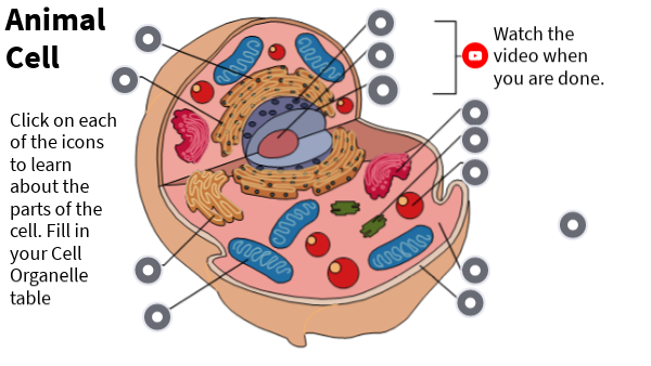 Cell Organelles Interactive