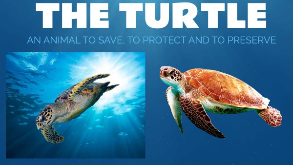 THE TURTLE | Genially