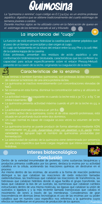 Enzima Quimosina | Genially