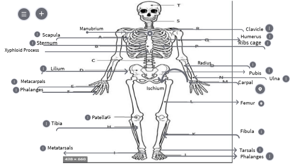 Skeletal System