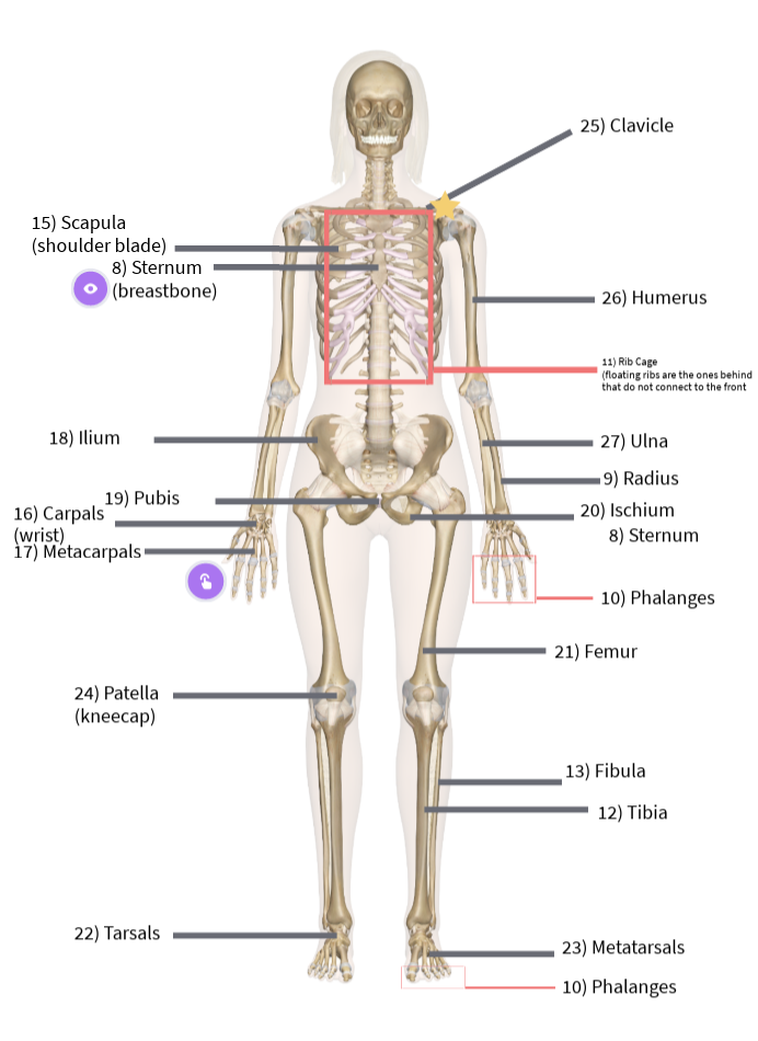 Claris Lee - Walton Skeleton Hunt