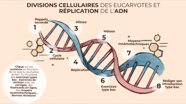 Th1A Chap1 Divisions cellulaires et réplication ADN | Genially