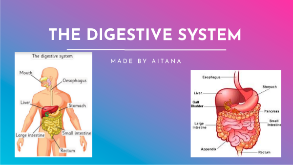 the digestive system