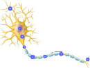 Neuron Interactive Image