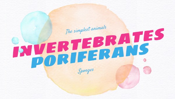 1 Poriferans - English | Genially