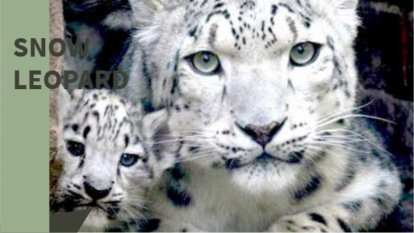 snow leopard | Genially