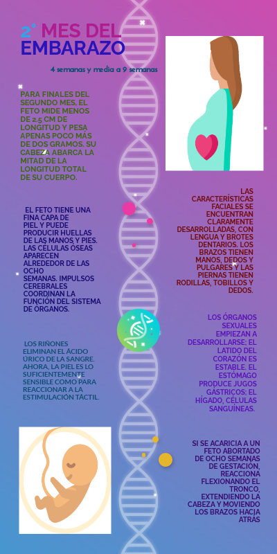infografía del 2° mes del embarazo. | Genially