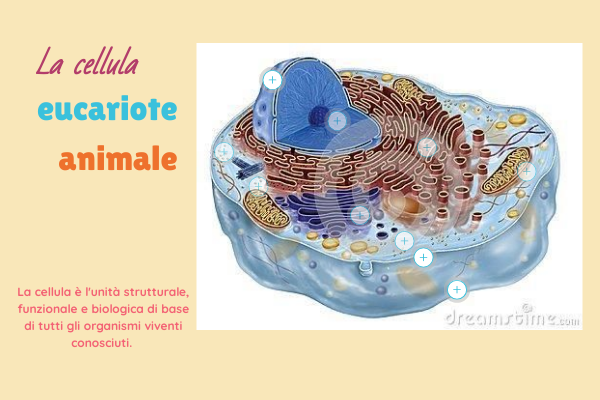 cellula eucariote