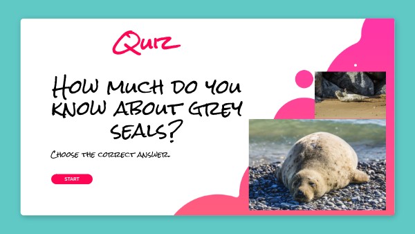 How much do you know about grey seals? | Genially