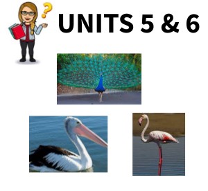 1º English - Units 5 & 6 - Book