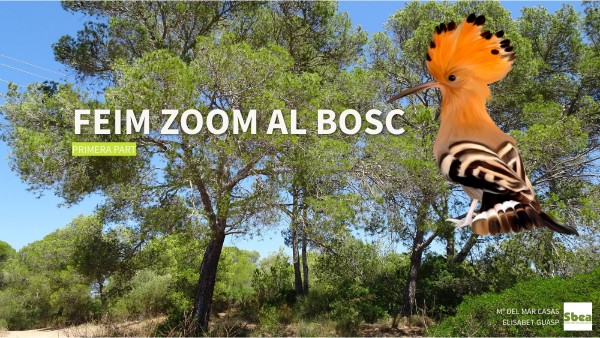 FEIM ZOOM AL BOSC
