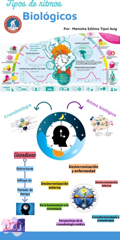 Diferencias entre los diferentes tipos de ritmos biológicos | Genially